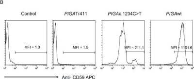 CD59 Antibody (MEM-43/5) [Allophycocyanin] (NB500-400APC): Novus ...